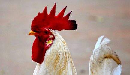 Should You Get a Rooster? Here Are Pros & Cons - Hobby Farms