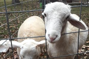 Raise Sheep On Small Farms For Economical Meat - Hobby Farms