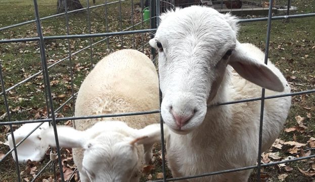 Raise Sheep On Small Farms For Economical Meat - Hobby Farms