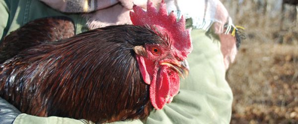 Include These Items In Your Chicken First-Aid Kit - Hobby Farms
