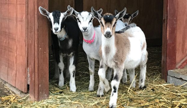 8 Miniature Goat Breeds for Small Farm Dairy - Hobby Farms