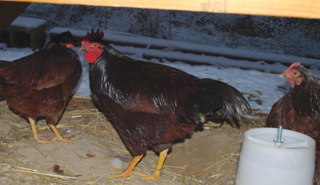 Adding Good Roosters Can Be A Great Decision - Hobby Farms