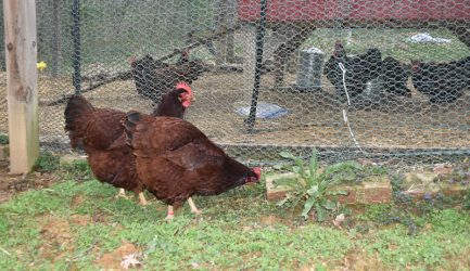 Grow These Tasty Plants In Your Chicken Run - Hobby Farms