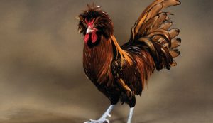 A Field Guide To Types Of Chicken Combs - Hobby Farms