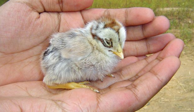 How To Try To Revive A Chick With Health Concerns - Hobby Farms