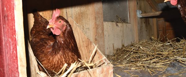 Raising Chickens for Beginners: The Teenage Days - Hobby Farms