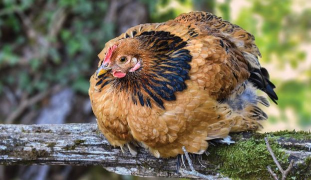 Some Chicken Behavior Can Be Downright Wacky! - Hobby Farms