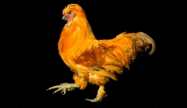 Valerie Shaff: Professional Tips, Photographing Chickens - Hobby Farms