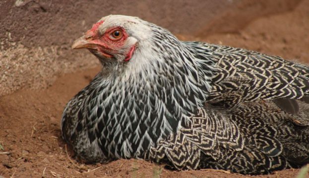 Breed Profile: Get To Know The Brahma Chicken - Hobby Farms