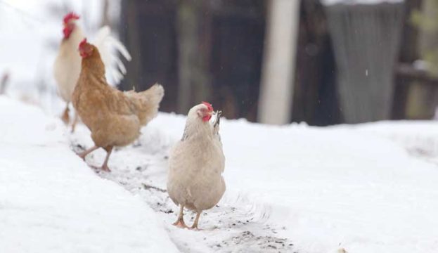 How To Handle End-Of-Life Decisions For Chickens - Poultry Producer