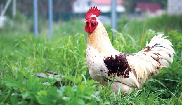 How To Handle End-Of-Life Decisions For Chickens - Poultry Producer