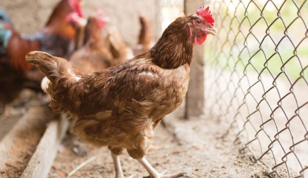 Heat Stress In Chickens: How to Recognize the Signs - Hobby Farms