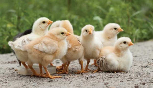 Dealing With The Pasty Butt Problem In Chicks - Hobby Farms