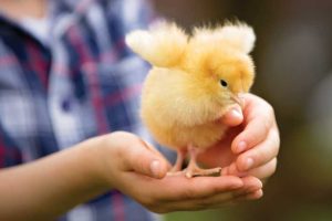 From Feeding To Sleeping, Chicks Have Unique Behavior - Hobby Farms