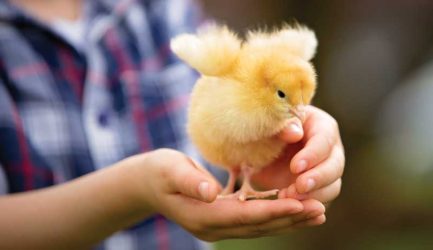 From Feeding To Sleeping, Chicks Have Unique Behavior - Hobby Farms