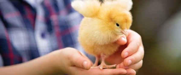From Feeding To Sleeping, Chicks Have Unique Behavior - Hobby Farms