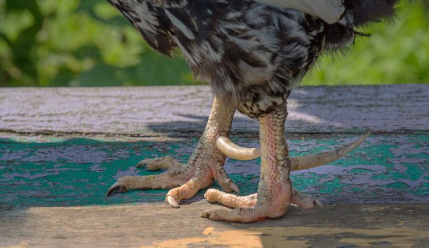 Ana Hotaling, Author at Hobby Farms