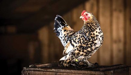 Bantam Chickens Make Great Broodies - Hobby Farms