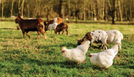 Can Chickens and Goats Live Together? - Hobby Farms