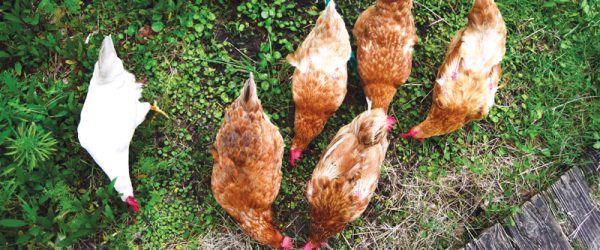 Chicken Scratch Feed: A Complete Guide for Your Backyard Flock - Hobby ...