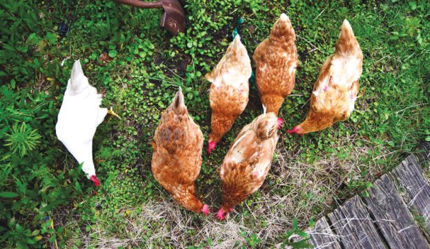 Chicken Scratch Feed: A Complete Guide for Your Backyard Flock - Hobby ...