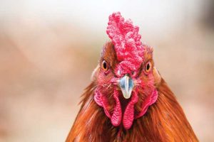 Chickens Have Some Unique Vision Traits - Hobby Farms