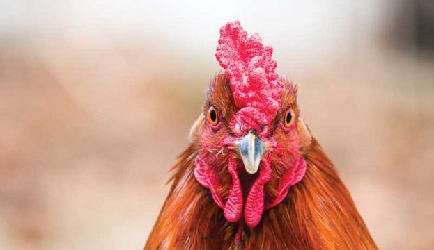 Chickens Have Some Unique Vision Traits - Hobby Farms