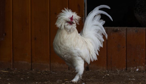 3 Endangered Ornamental Chicken Breeds - Hobby Farms
