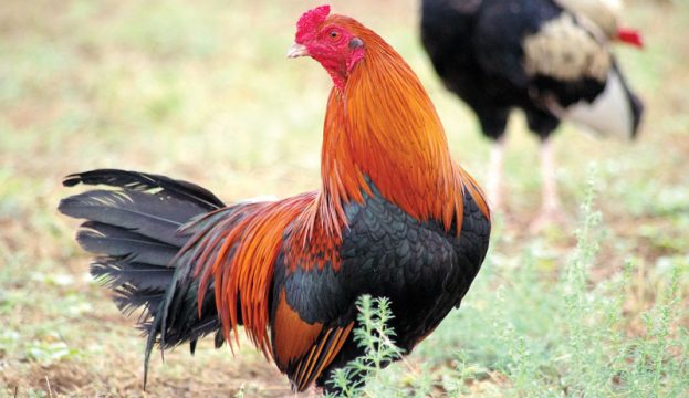 Heritage Chickens Hobby Farms