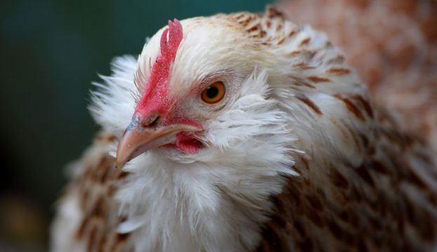 Ana Hotaling, Author at Hobby Farms