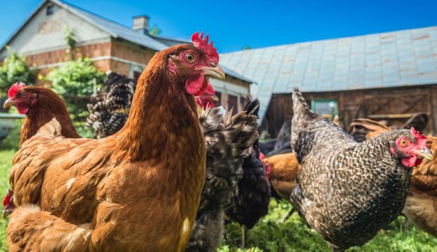 Ana Hotaling, Author at Hobby Farms - Page 3 of 30