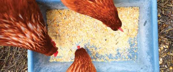 Common Chicken Illnesses: Prevention & Treatment - Hobby Farms