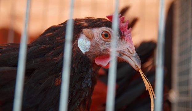 Ana Hotaling, Author at Hobby Farms