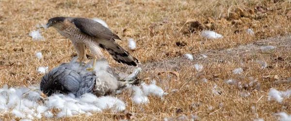 ID & Defend Your Flock Against Predatory Birds - Hobby Farms