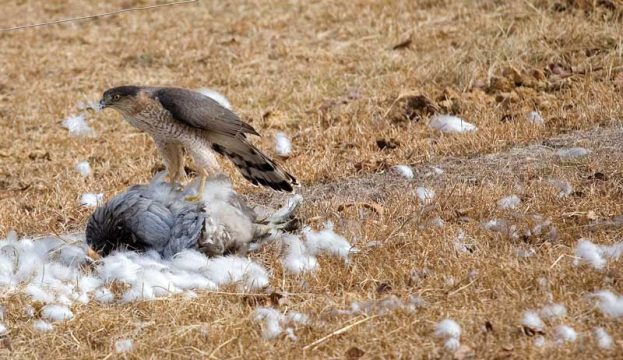 ID & Defend Your Flock Against Predatory Birds - Hobby Farms