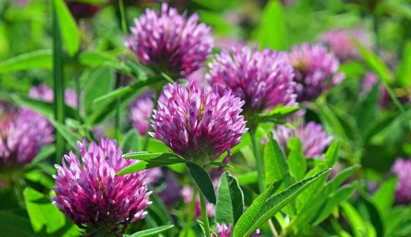 Clover Flower Clover Flower