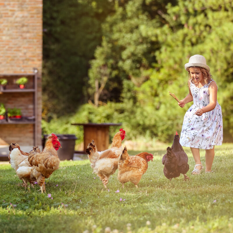 Can You Have a Chicken Allergy to Backyard Chickens?