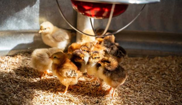 Ana Hotaling, Author at Hobby Farms