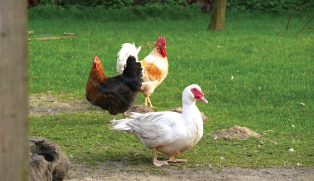 Ducks vs. Chickens: Pros & Cons for Both - Hobby Farms