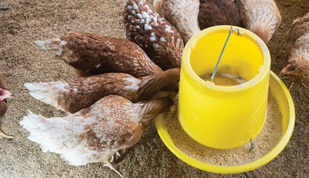 Deworming Your Backyard Chickens: The Whys & Hows - Hobby Farms