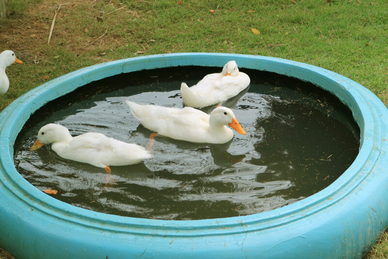 Raising Ducks: 8 Tips For a Friendly Flock - Hobby Farms