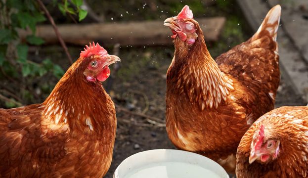 Ana Hotaling, Author at Hobby Farms - Page 3 of 30