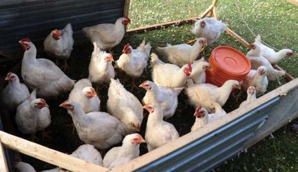 Find Your Poultry Purpose Before Building A Flock - Hobby Farms
