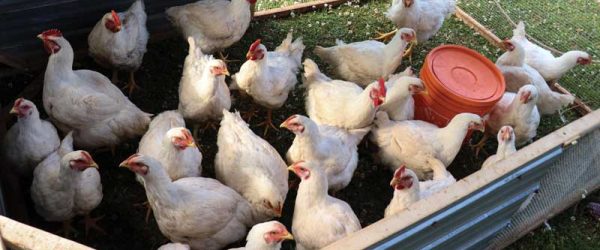 Find Your Poultry Purpose Before Building A Flock - Hobby Farms