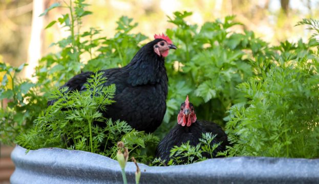 Ana Hotaling, Author at Hobby Farms