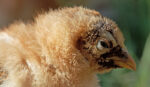 How to Manage Sticktight Fleas In Your Chicken Flock - Hobby Farms
