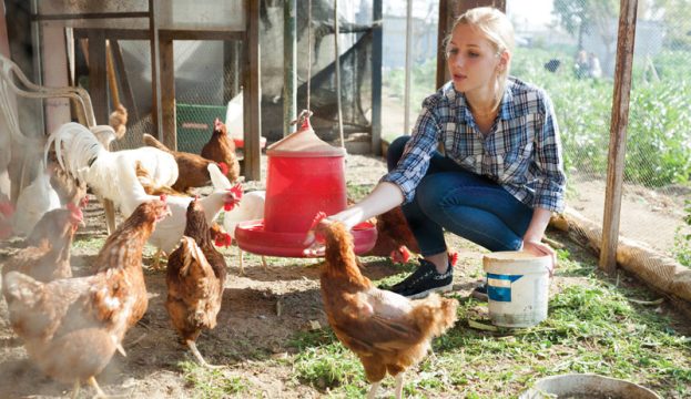 chicken scratch - Hobby Farms