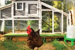 75 Tips For Successful Chicken-Keeping - Hobby Farms