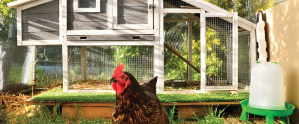 75 Tips For Successful Chicken-Keeping - Hobby Farms