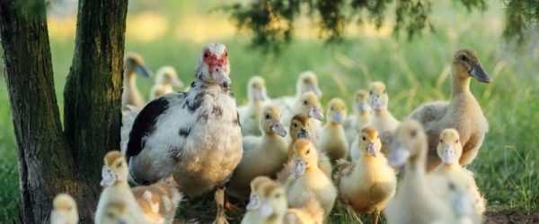 Muscovy Ducks Produce Eggs, Meat & Also Control Pests - Hobby Farms
